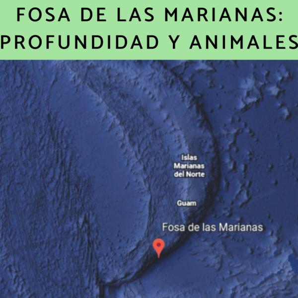 Descubre La Fosa De Las Marianas Profundidad Y Animales Misteriosos