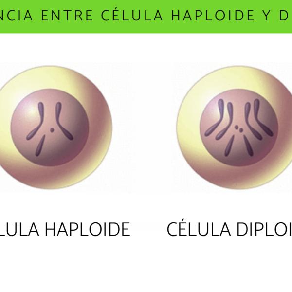 4 Células Hijas Haploides