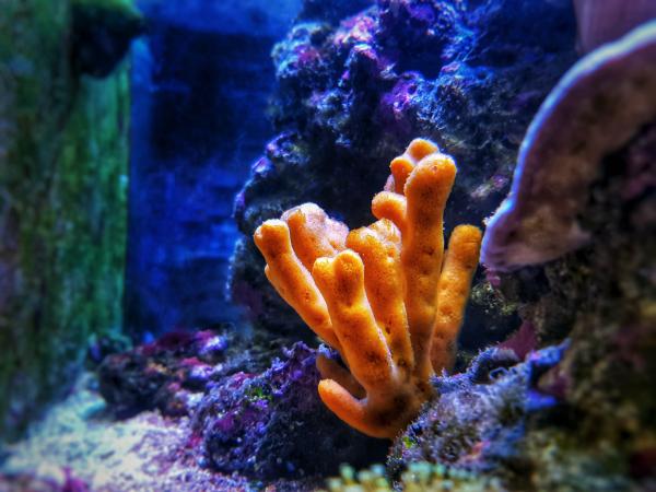 Reino Animalia o animal: características, clasificación y ejemplos ...