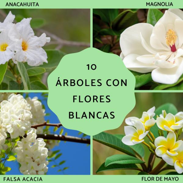 Nombres De Arboles En Flor 18 árboles Con Flores
