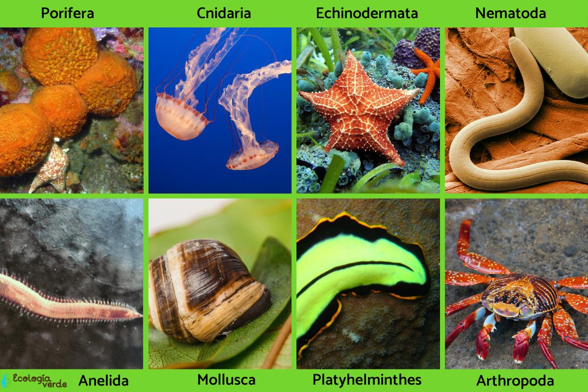 Qué son los animales - Definición, características y clasificación - FOTOS