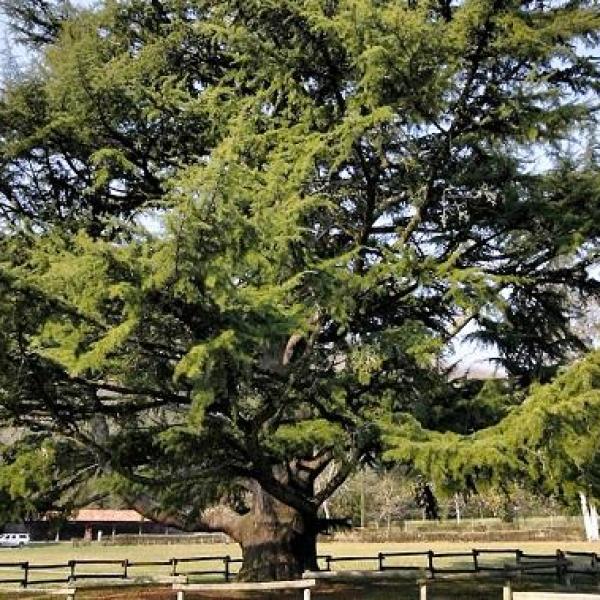 Variedades De árboles De Cedro Rojo 50+ Semillas De Cedro Rojo Del