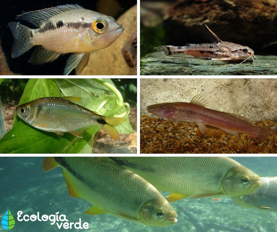 40 PECES de RÍO: Tipos, Lista de Nombres e Imágenes