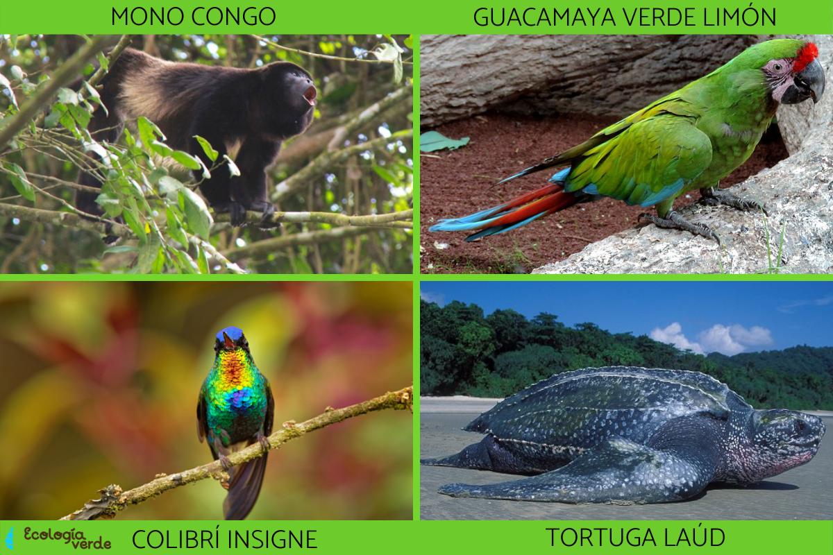 29 ANIMALES de COSTA RICA - Nombres, características y fotos