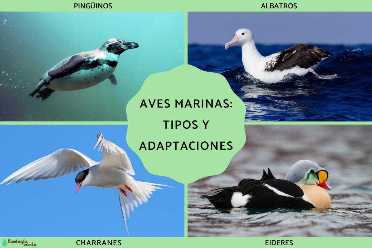 Aves marinas: tipos y adaptaciones - Resumen