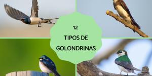 20 tipos de moscas - Guía completa