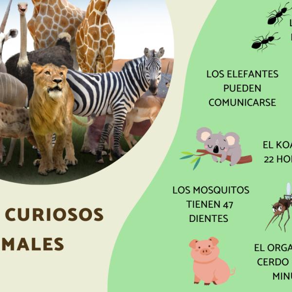 Datos Divertidos Y Graciosos