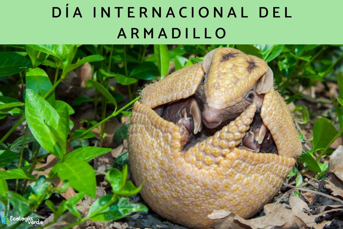 Por qué el armadillo está en peligro de extinción - Causas y Día Internacional