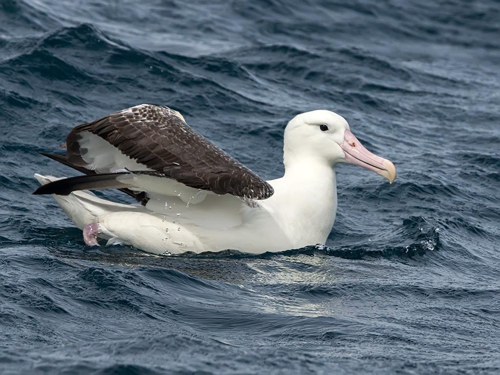 20 animales de Nueva Zelanda - Nombres y FOTOS