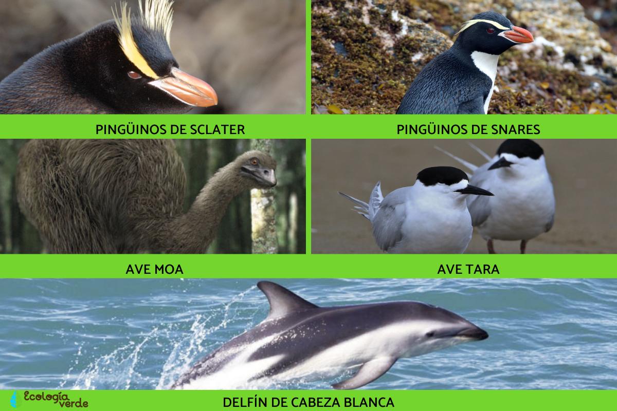 20 animales de Nueva Zelanda - Nombres y FOTOS