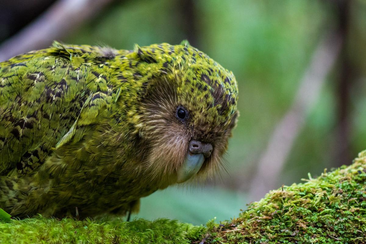 20 animales de Nueva Zelanda - Nombres y FOTOS