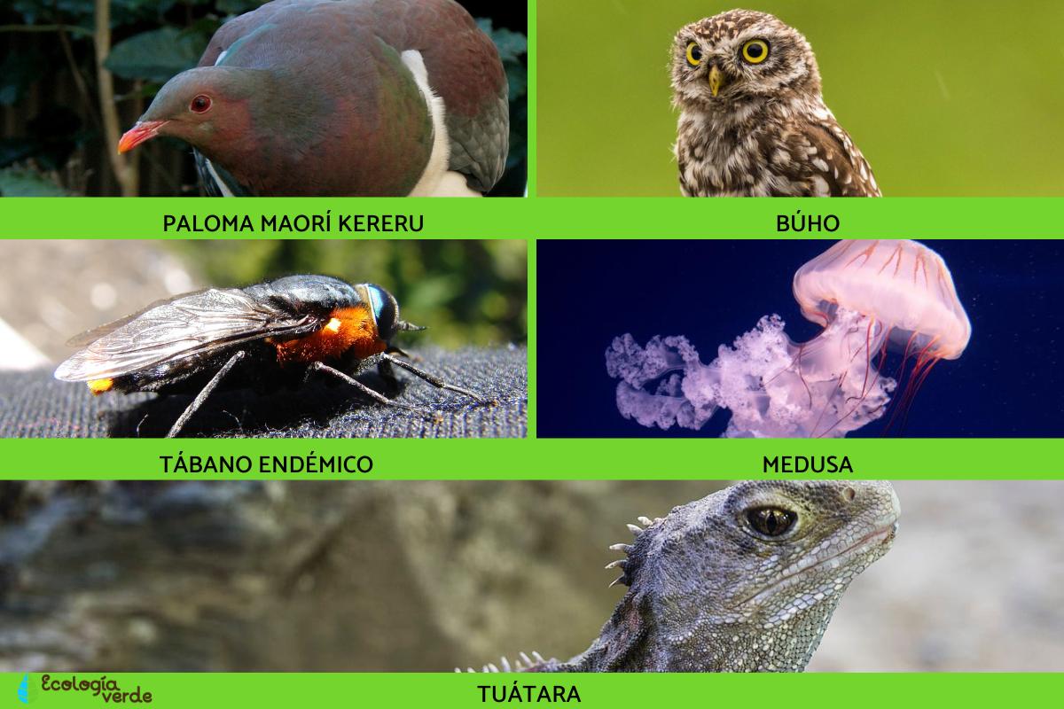 20 animales de Nueva Zelanda - Nombres y FOTOS