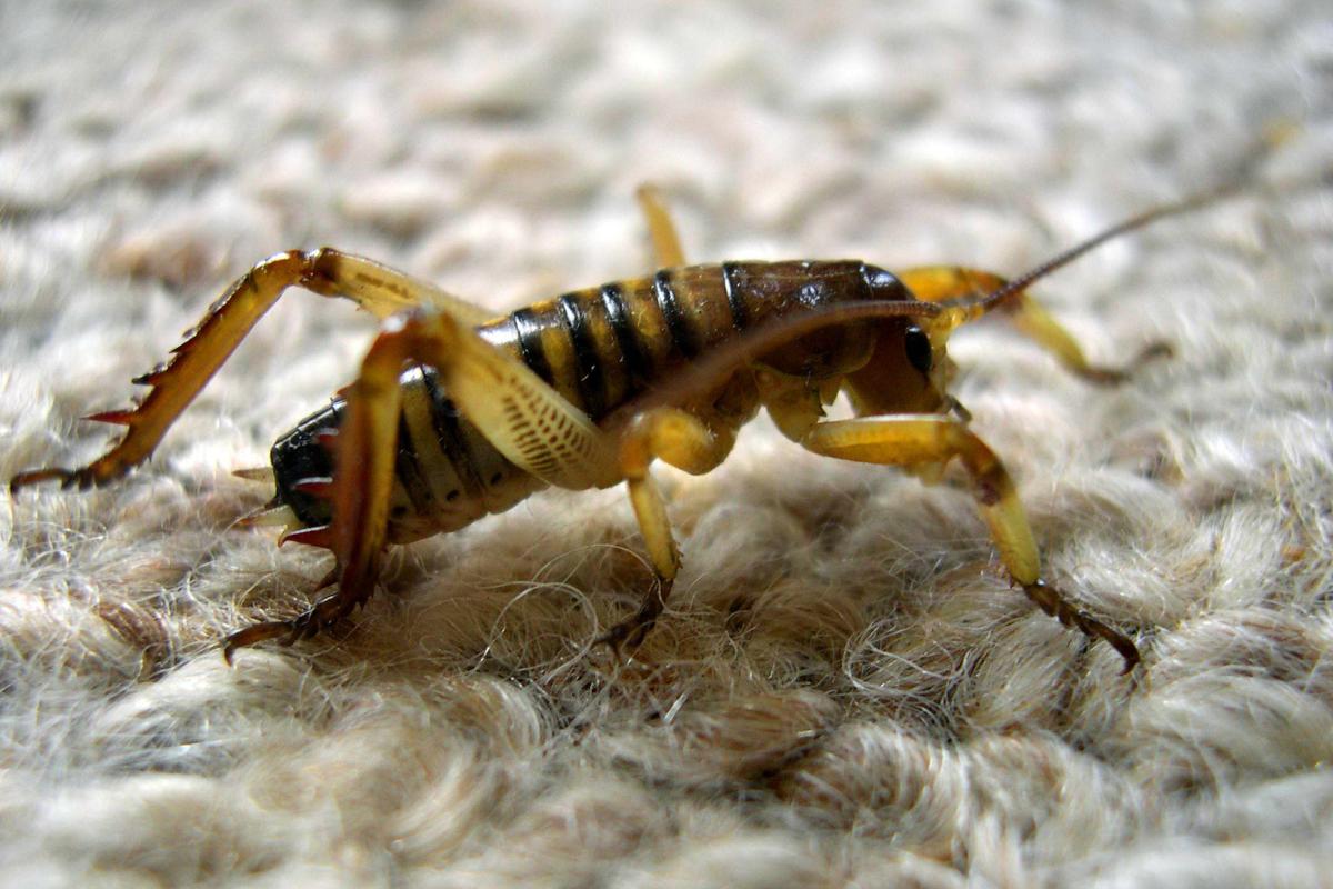 20 animales de Nueva Zelanda - Nombres y FOTOS