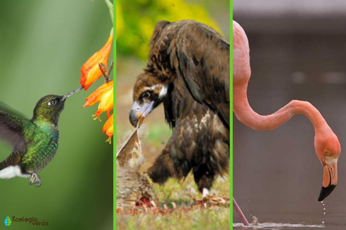 Clasificación de las aves - Resumen