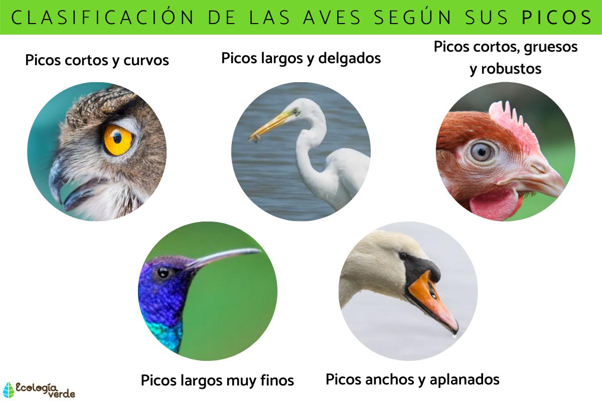 Clasificación de las aves - Resumen