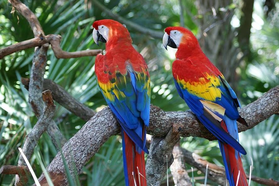 Clasificación de las aves - Resumen