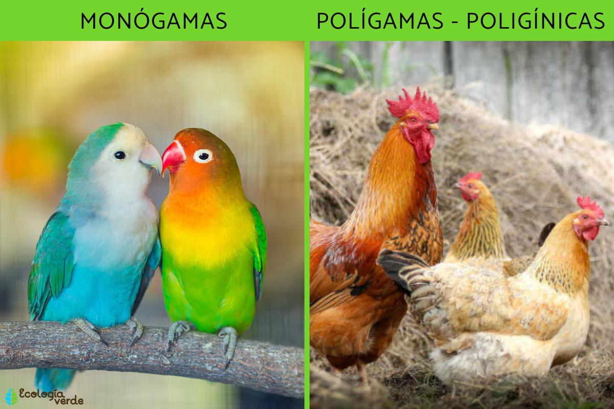 Clasificación de las aves - Resumen