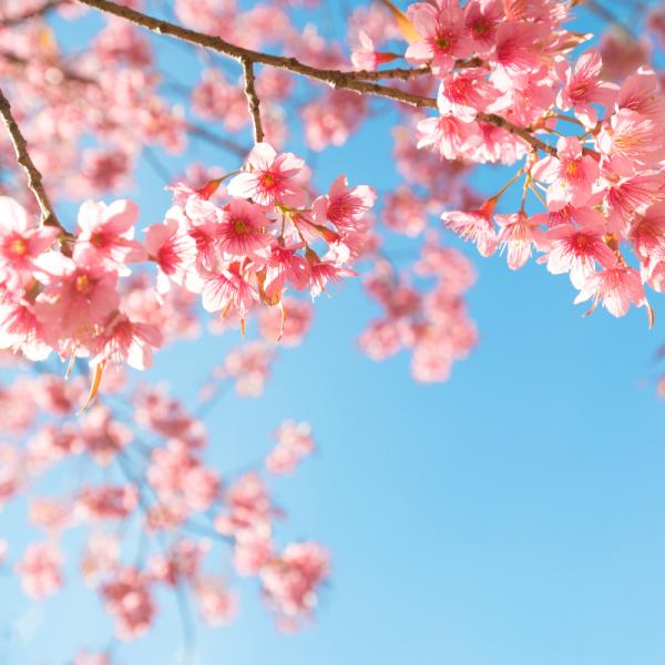 El Ambiente Primaveral Cada Guía De La Fiesta De La Primavera: El