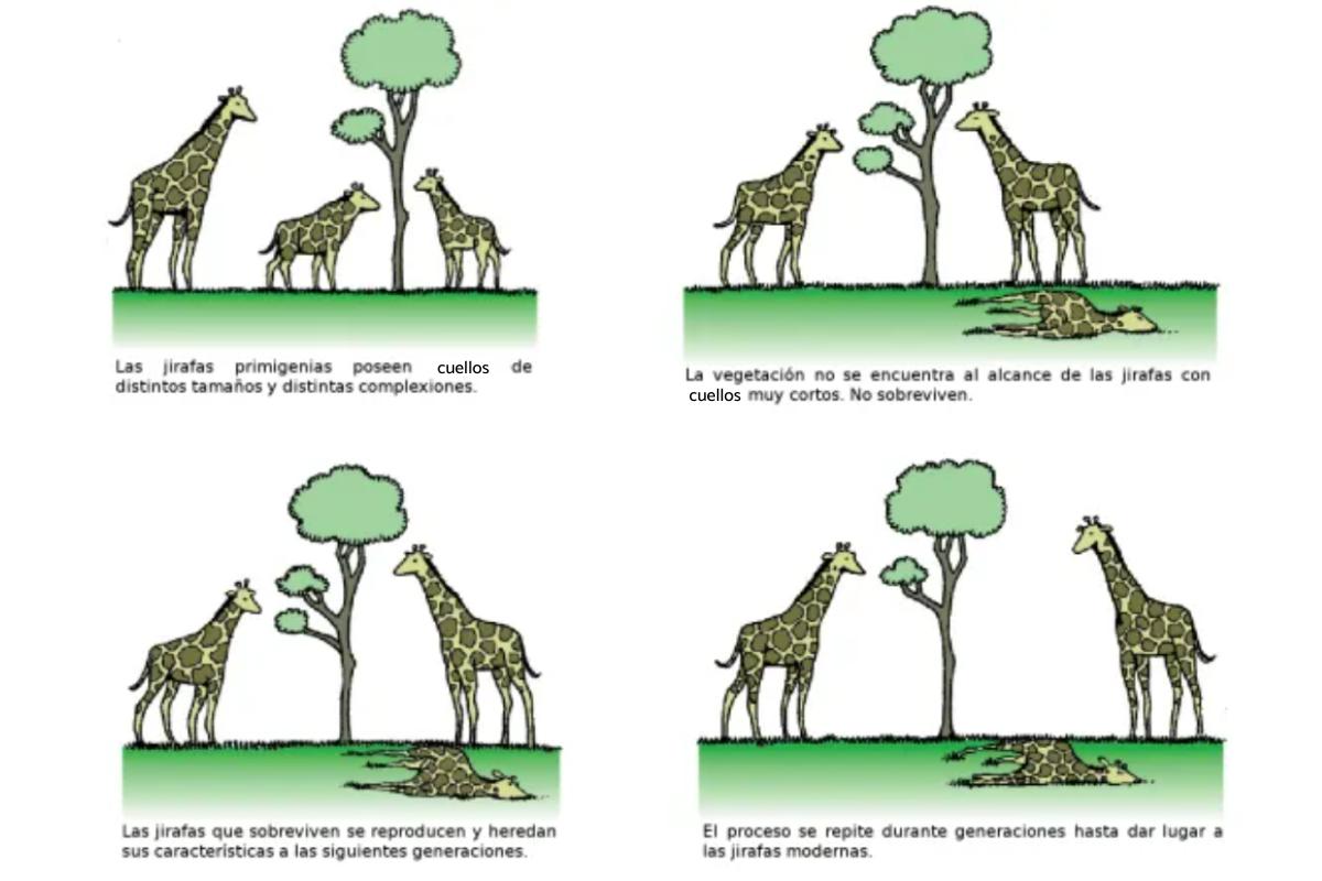 Origen y evolución de los animales - Resumen y línea del tiempo