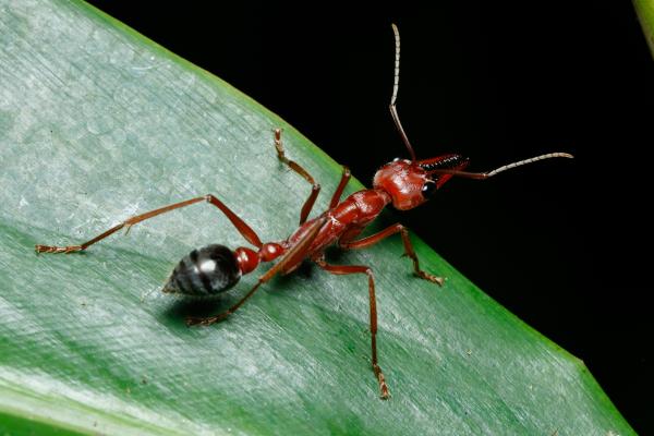 12 tipos de hormigas - Nombres y fotos