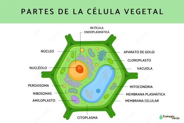 Cual Es La Estructura De La Celula Vegetal Consejos Celulares