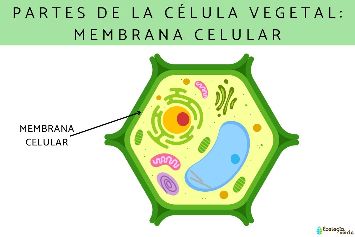 Célula vegetal: qué es, partes, características y funciones -友软网络