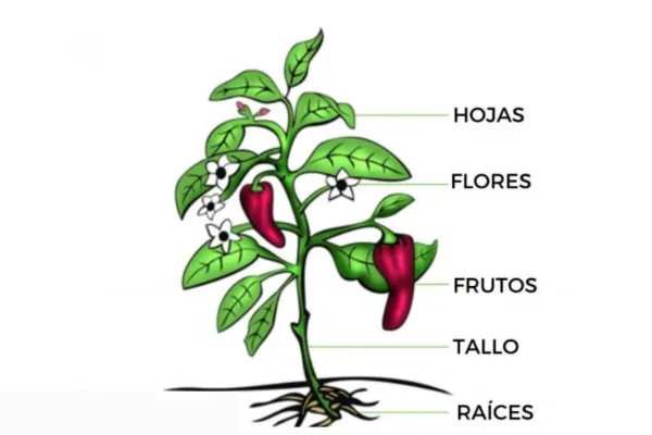 Partes Del Tallo De La Planta