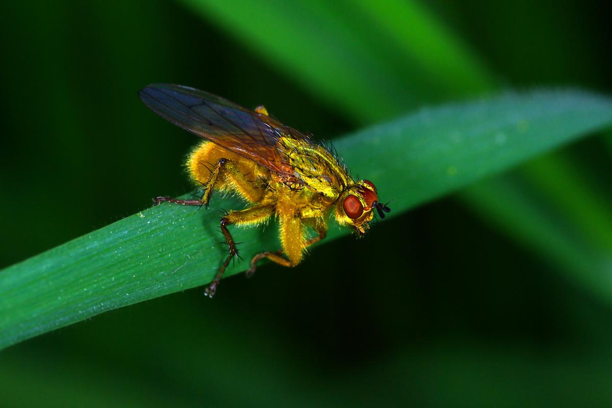 20 tipos de moscas - Guía completa