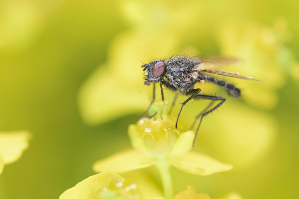 20 tipos de moscas - Guía completa