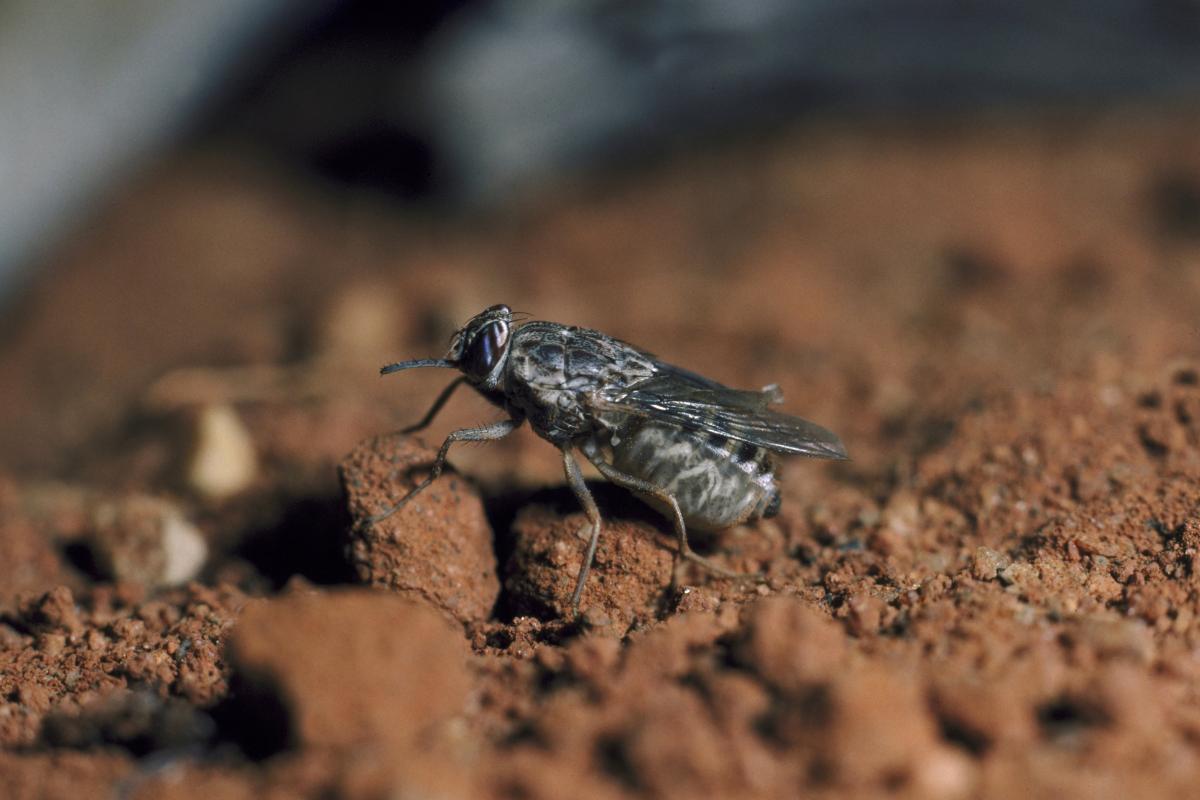 20 tipos de moscas - Guía completa