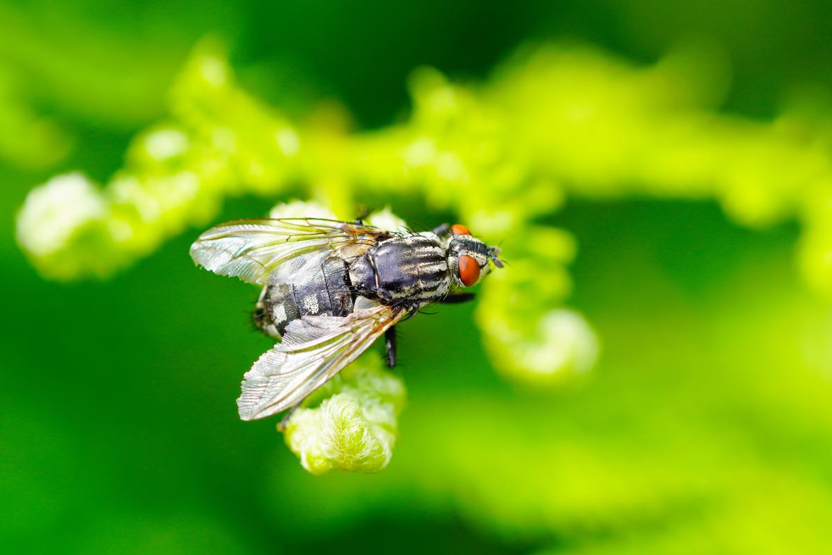 20 tipos de moscas - Guía completa