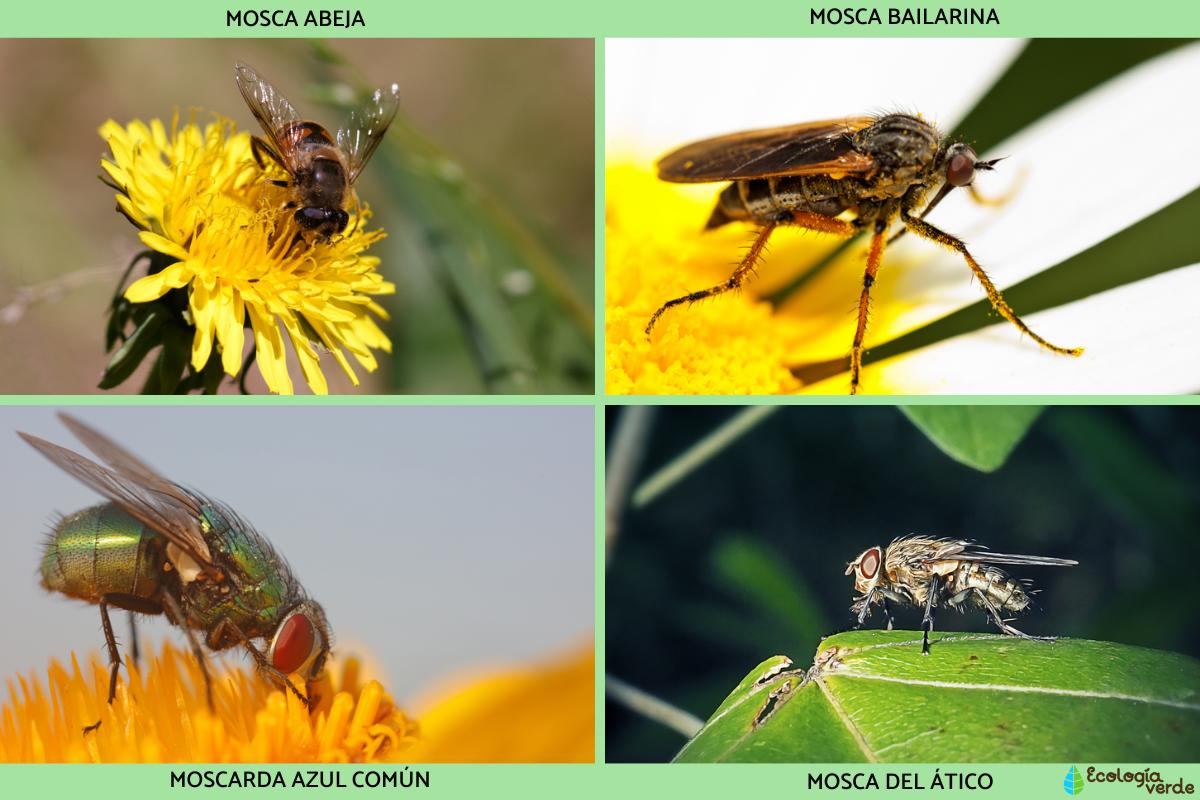 20 tipos de moscas - Guía completa