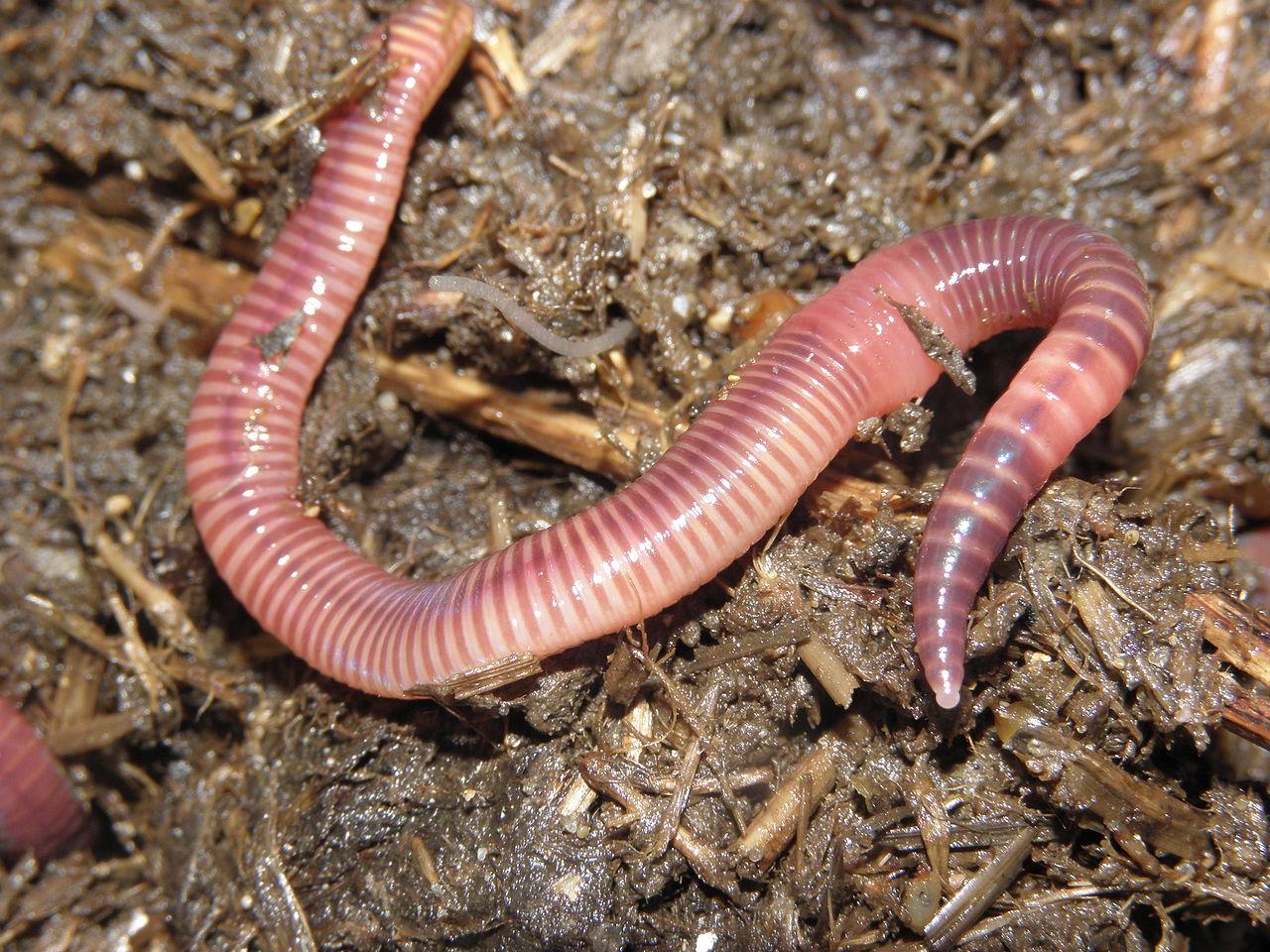 El Gusano Es Un Insecto O Un Molusco Desc brelo El Gusano Es Un Insecto O Un Molusco Desc brelo