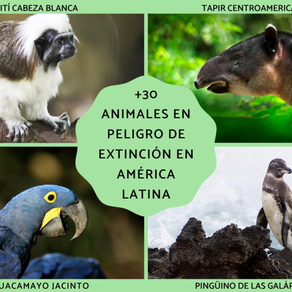 Fauna De Latinoamerica