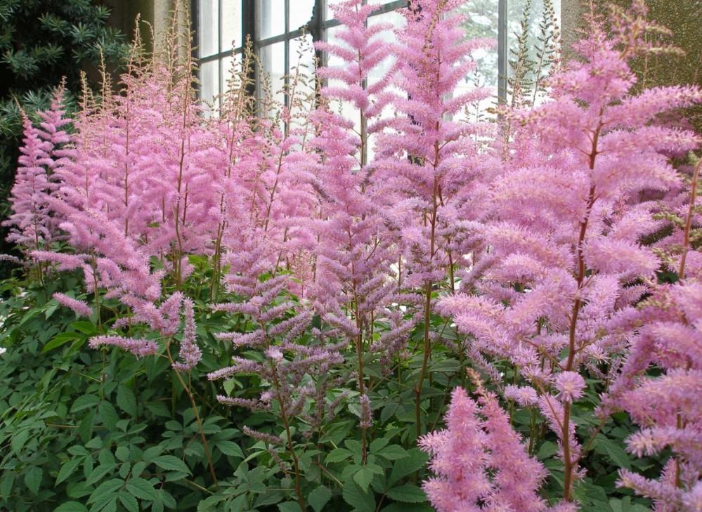 15 plantas de sombra - Nombres y fotos