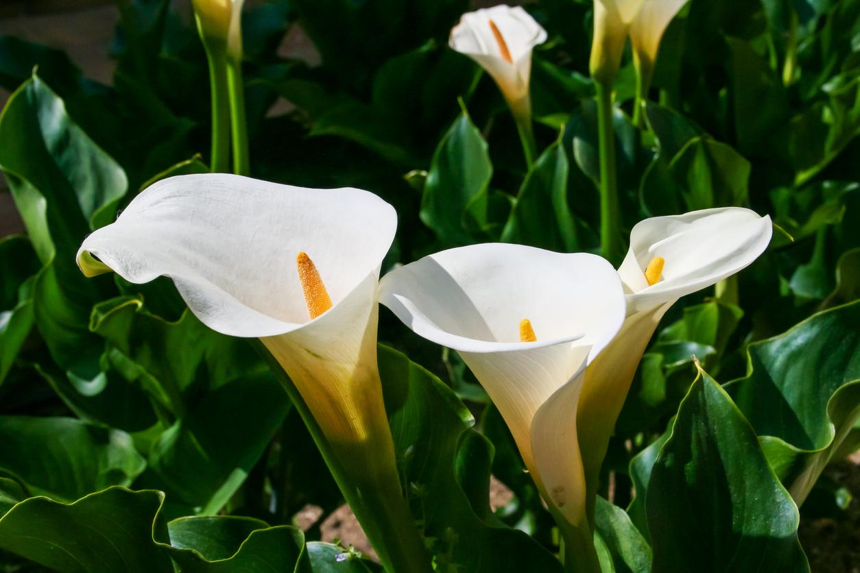 15 plantas de sombra - Nombres y fotos