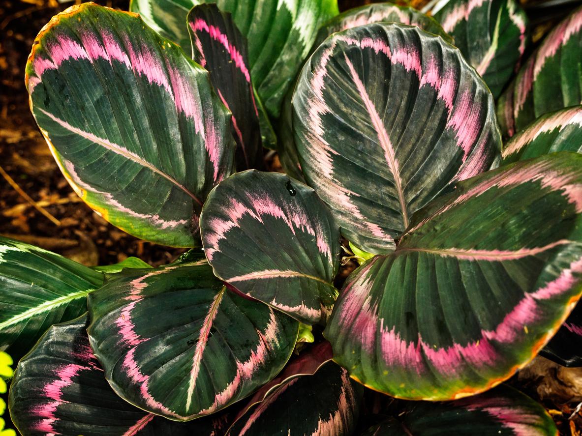 15 plantas de sombra - Nombres y fotos