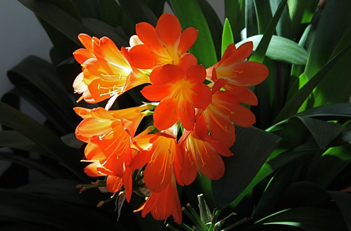 15 plantas de sombra - Nombres y fotos