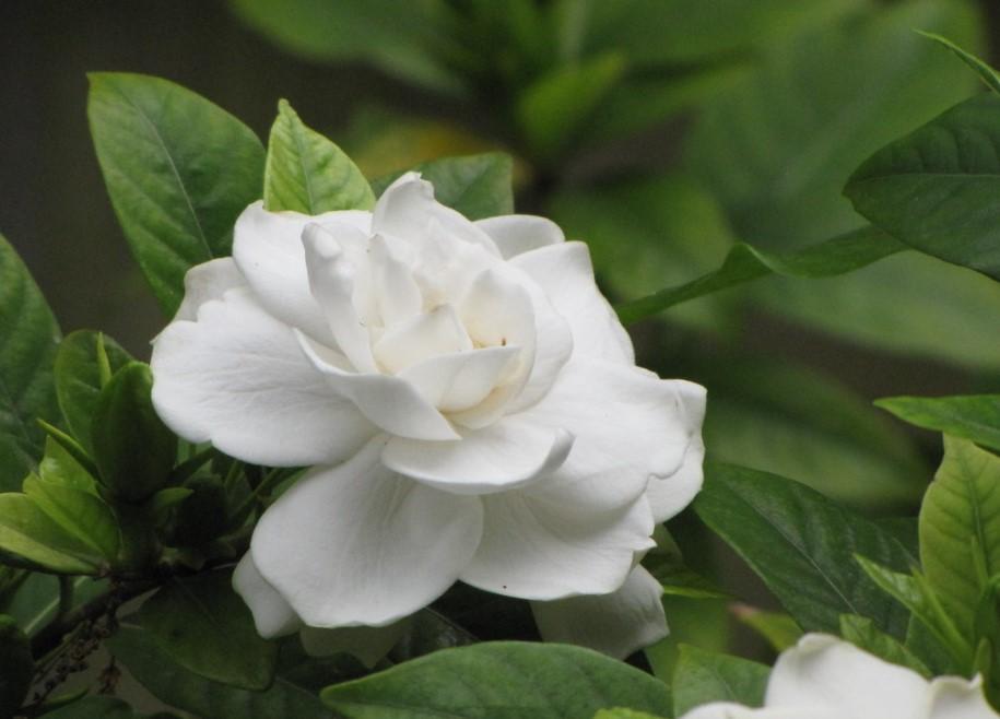 15 plantas de sombra - Nombres y fotos