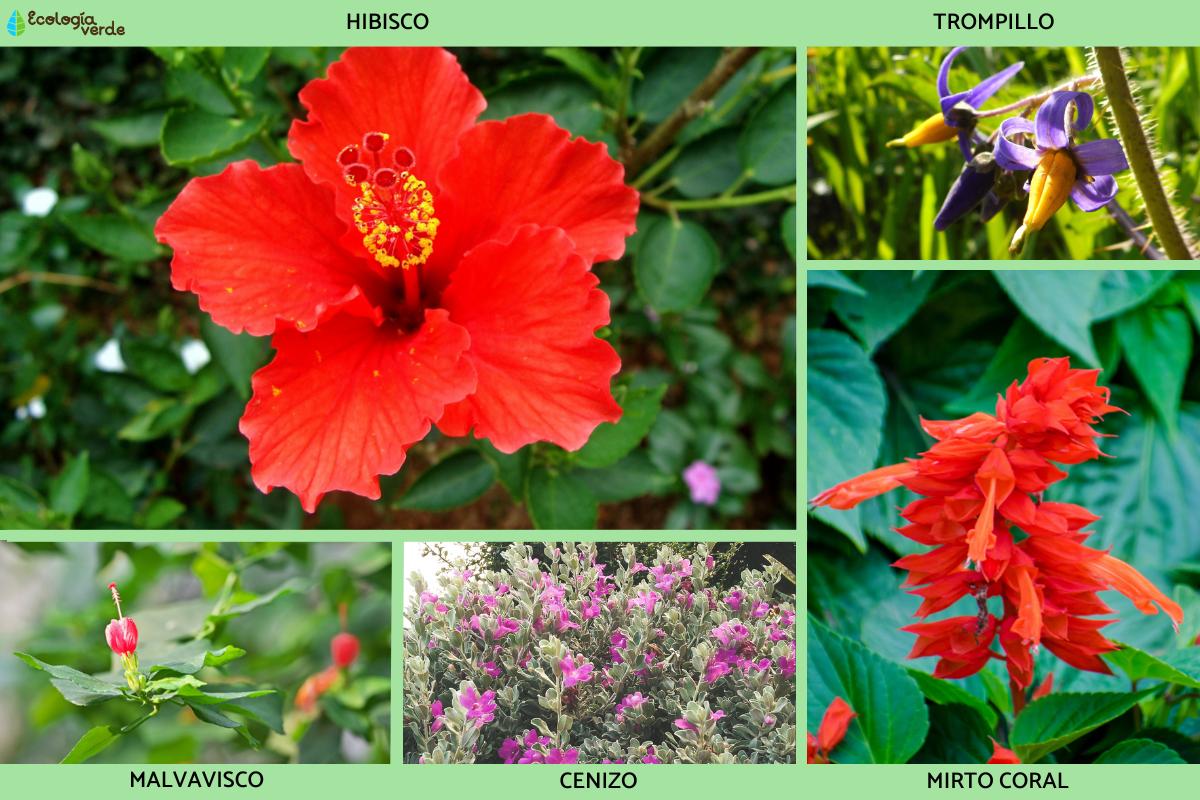 Flora y fauna de Tamaulipas - Características y ejemplos de especies