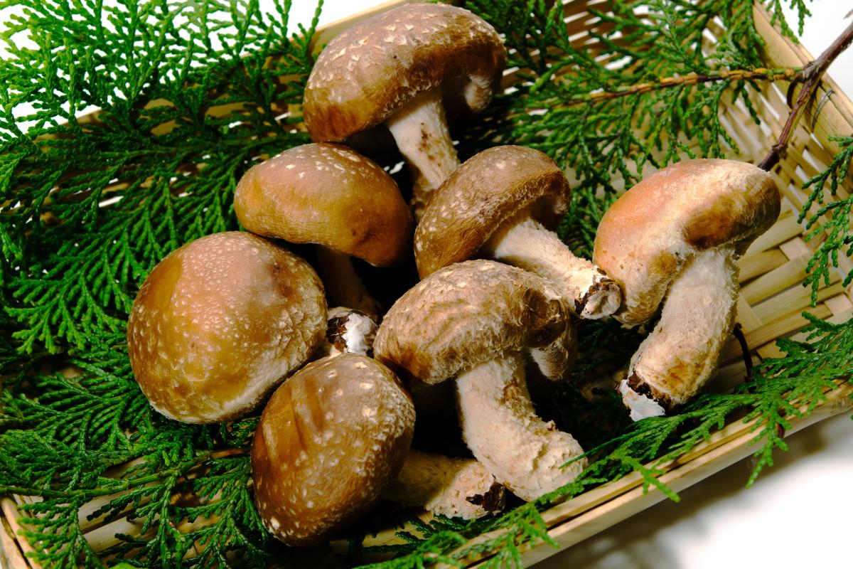 Shiitake: propiedades, beneficios, cómo comerlas y contraindicaciones - Guía