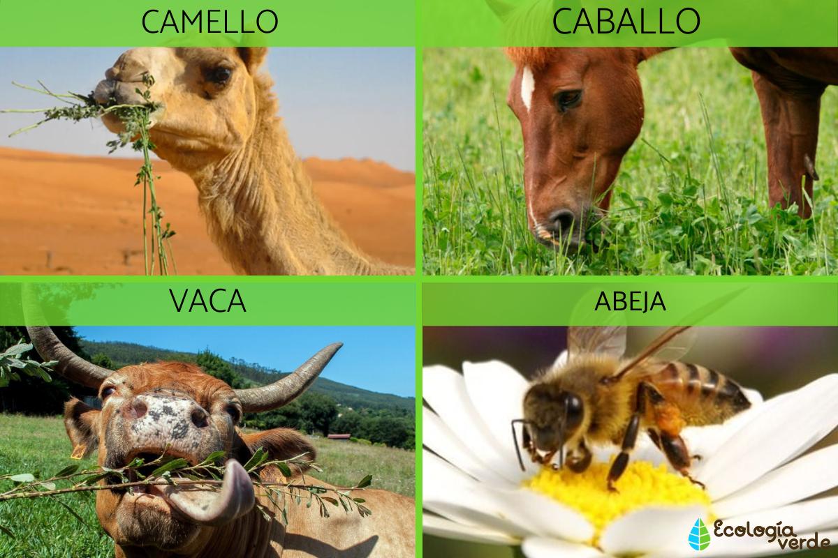 ANIMALES HERBÍVOROS: qué son y +60 ejemplos - Resumen práctico
