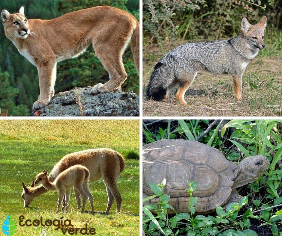 Qué es un MONTE: Características, Animales y Plantas Qué es un MONTE: Características, Animales y Plantas