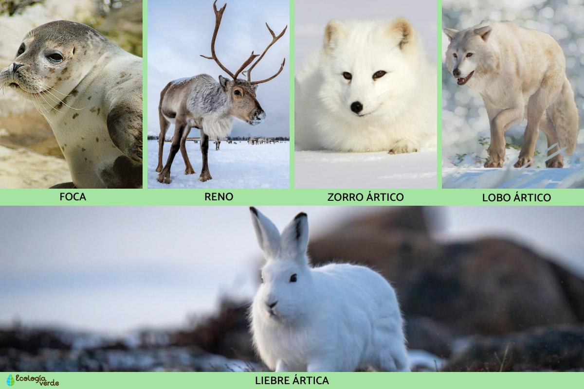 Qué animales viven en el Polo Norte y Sur - Listas con nombres y fotos