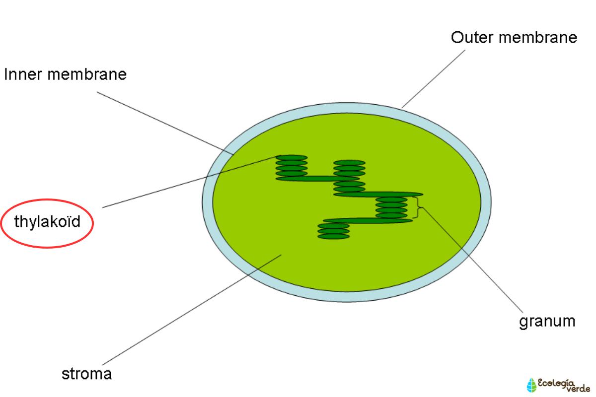 Tilacoides Qu Son Funci n Y Estructura Resumen Tilacoides Qu Son Funci n Y Estructura Resumen