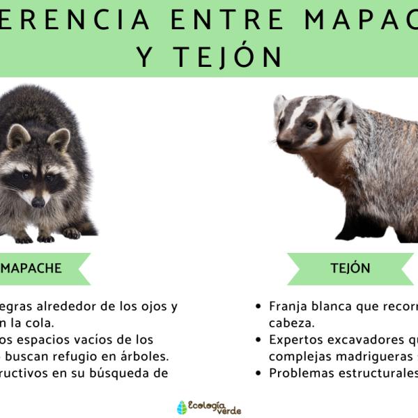 Tamaños De Estiramiento Del Mapache