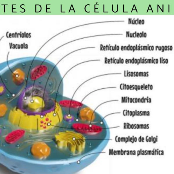 Partes De Uma Celula Animal 81.600+ Estrutura Celular Humana Fotos De