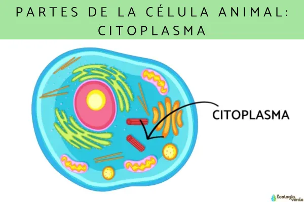 De Una Celula Animal Chefli