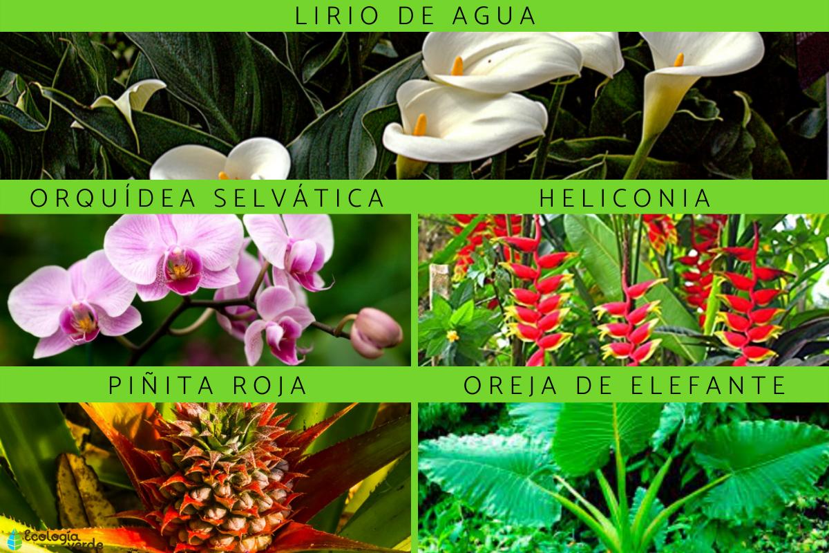 Flora y fauna de la Selva Peruana y sus características -友软网络