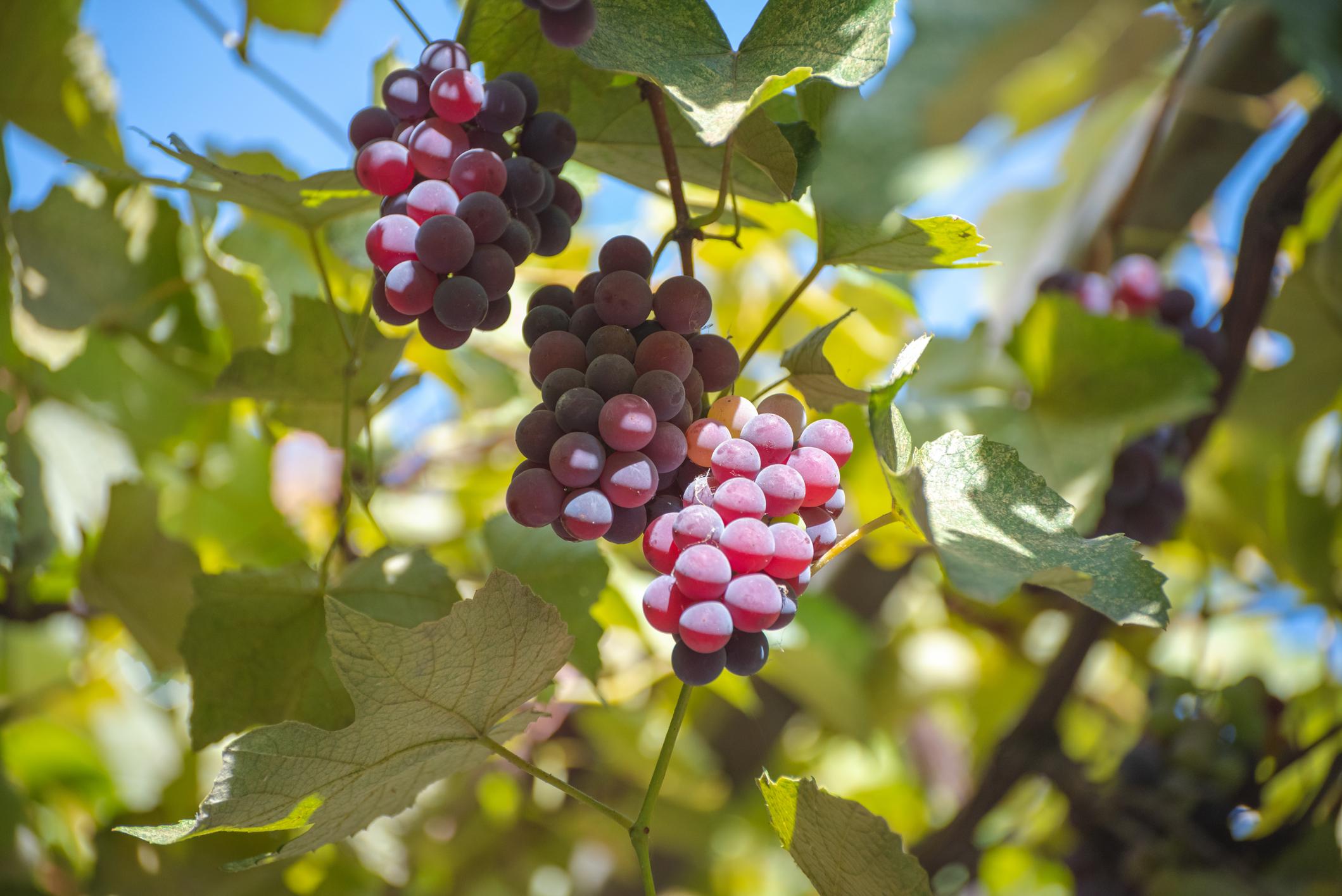 18 Tipos De Uvas Guía Completa